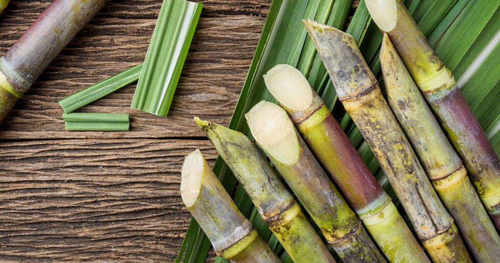 Bagasse: A Sustainable Plastic Alternative | Origin Sustainables